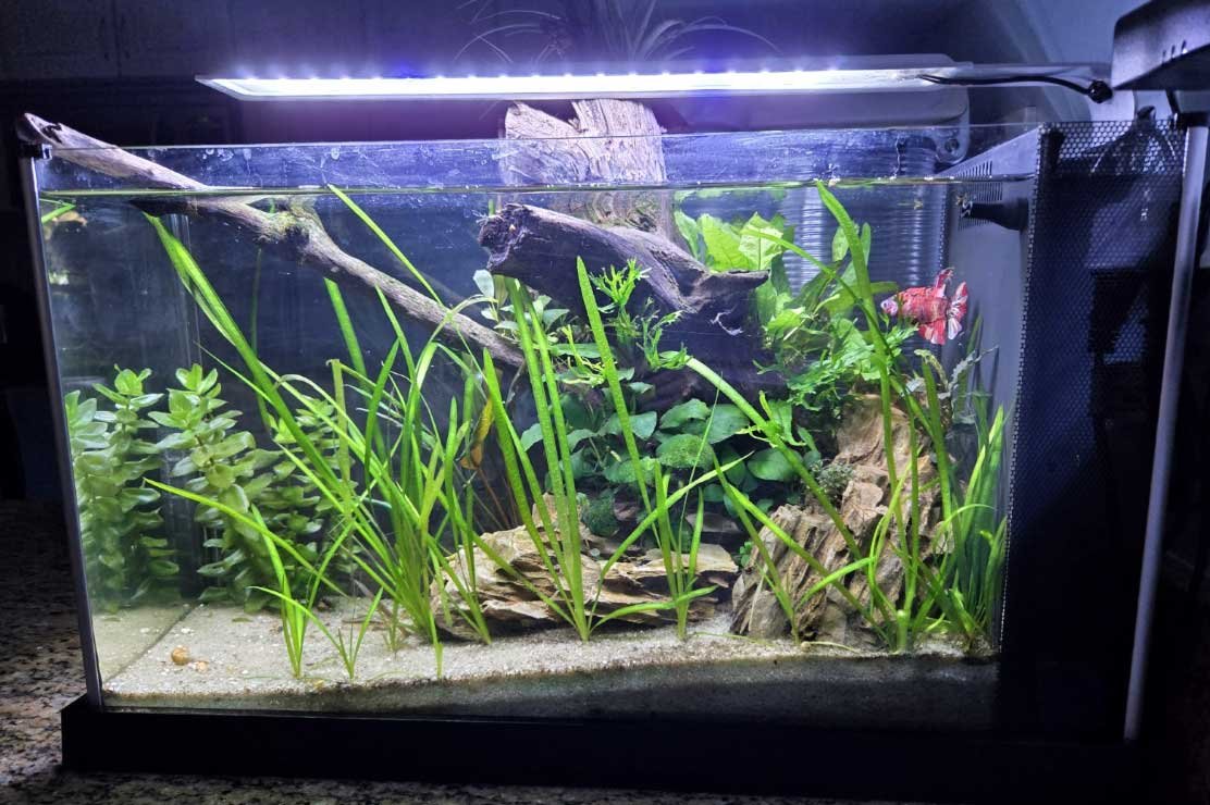 Spec Aquarium Kit, 5 US Gal │ Very Good for Beginners